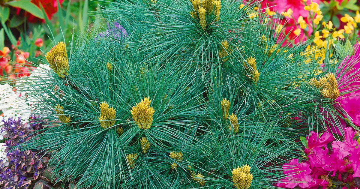 Pinus strobus 'Macopin' - BAUHAUS E-Business GmbH & Co. KG